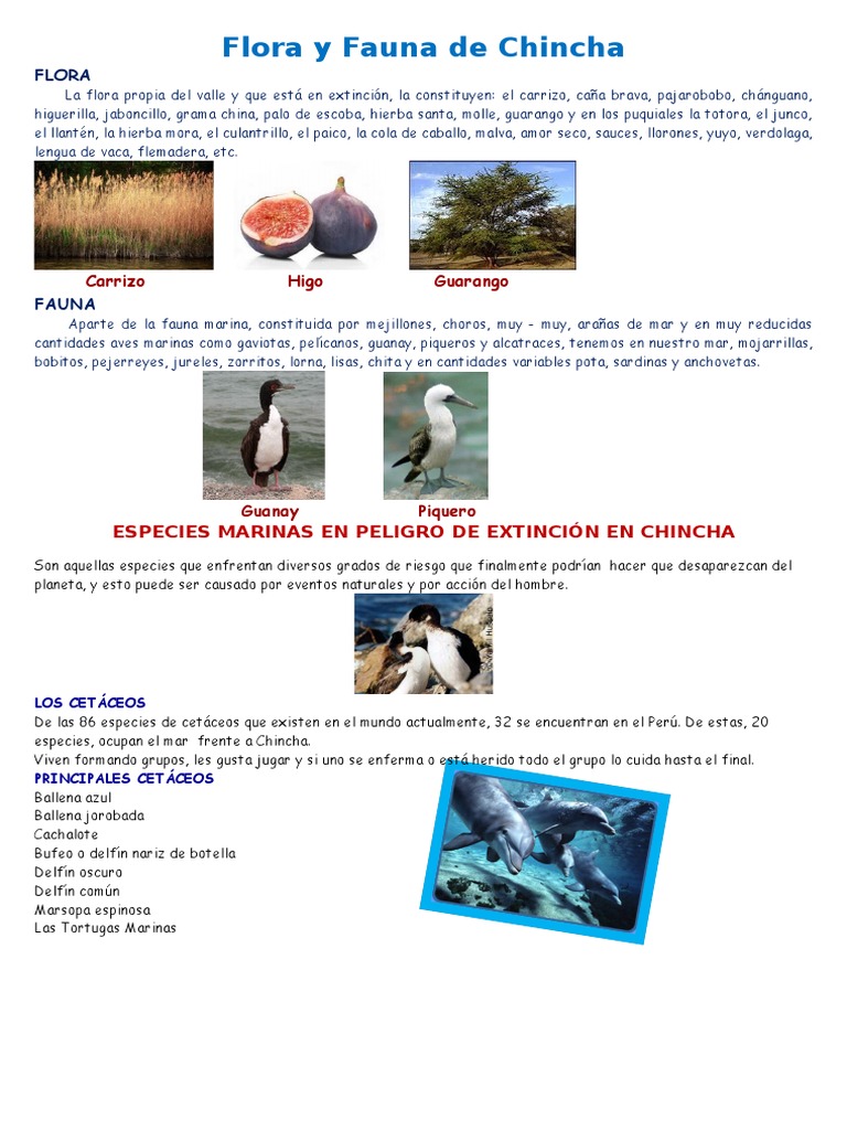 Flora y Fauna de Chincha