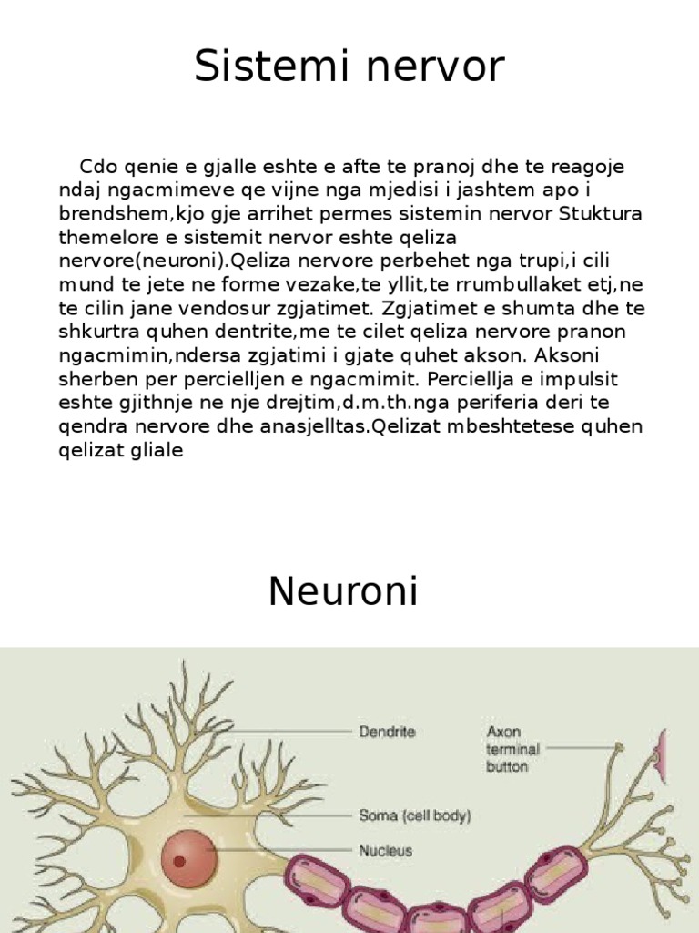 Sistemi Nervor | PDF