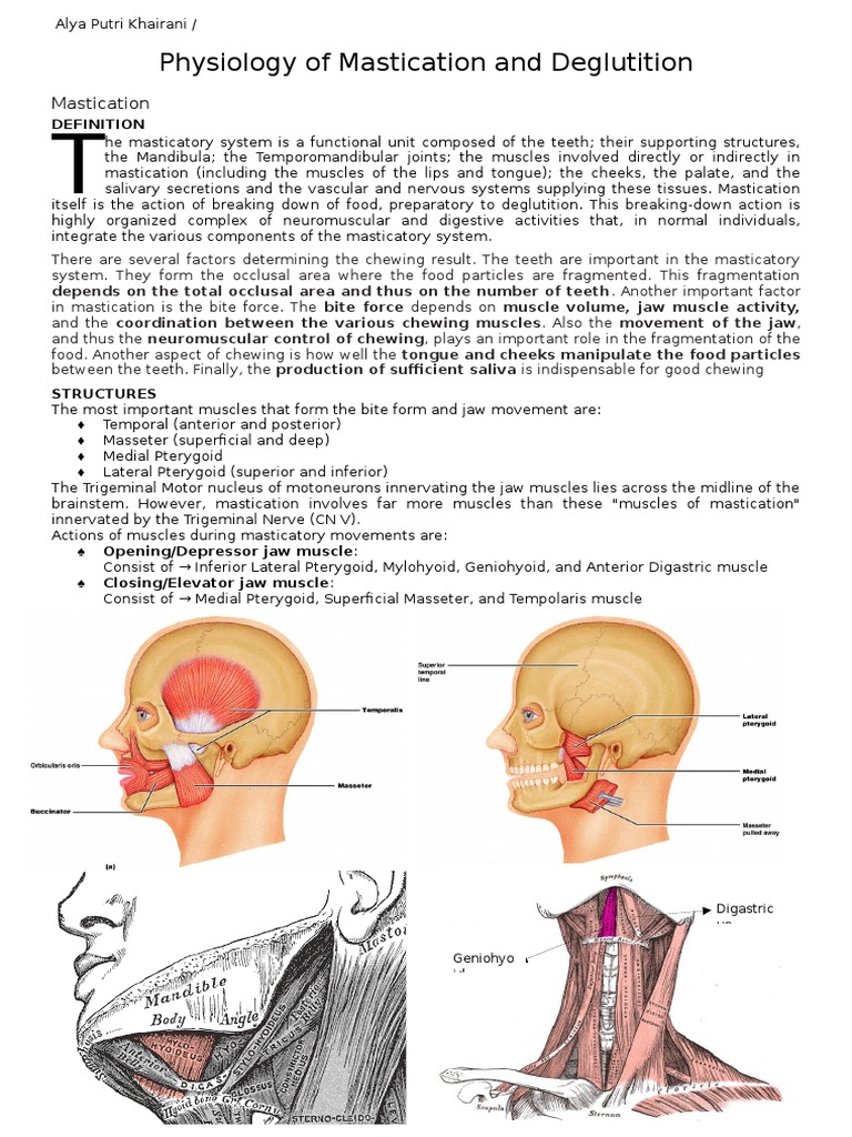 Mastication and Deglutition Overview | PDF | Animal Physiology | Animal ...