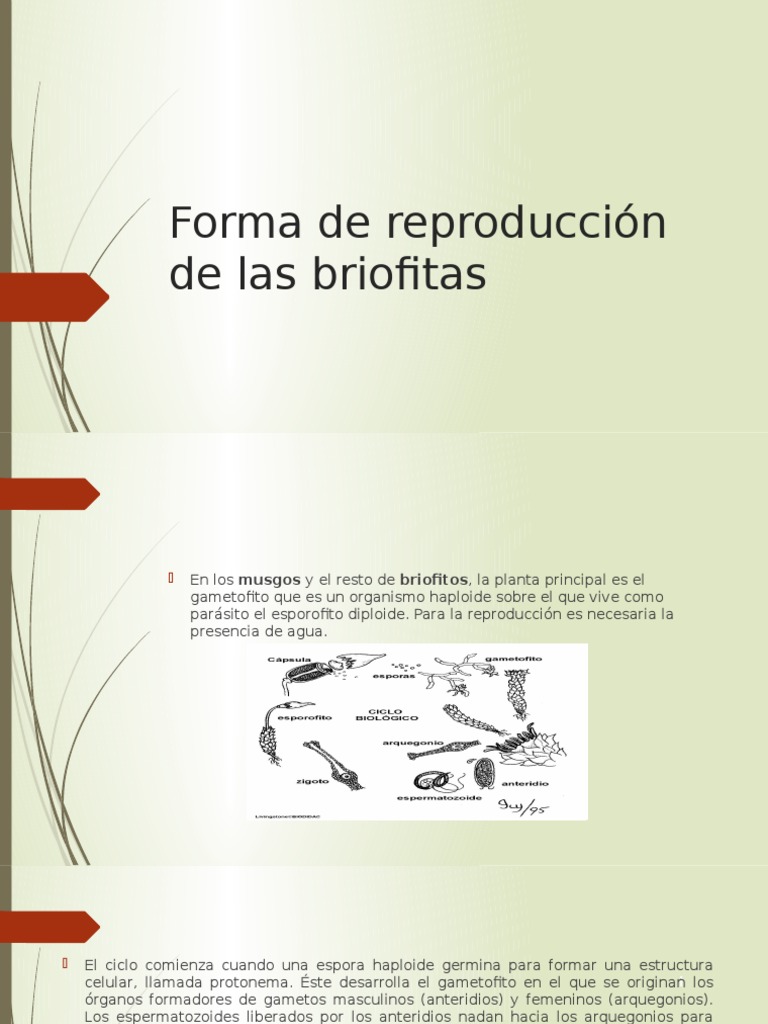 Briofitas | PDF | Horticultura y jardinería | Plantas