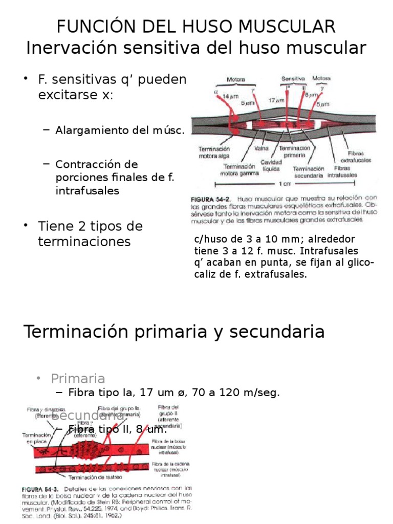 Función Del Huso Muscular | PDF