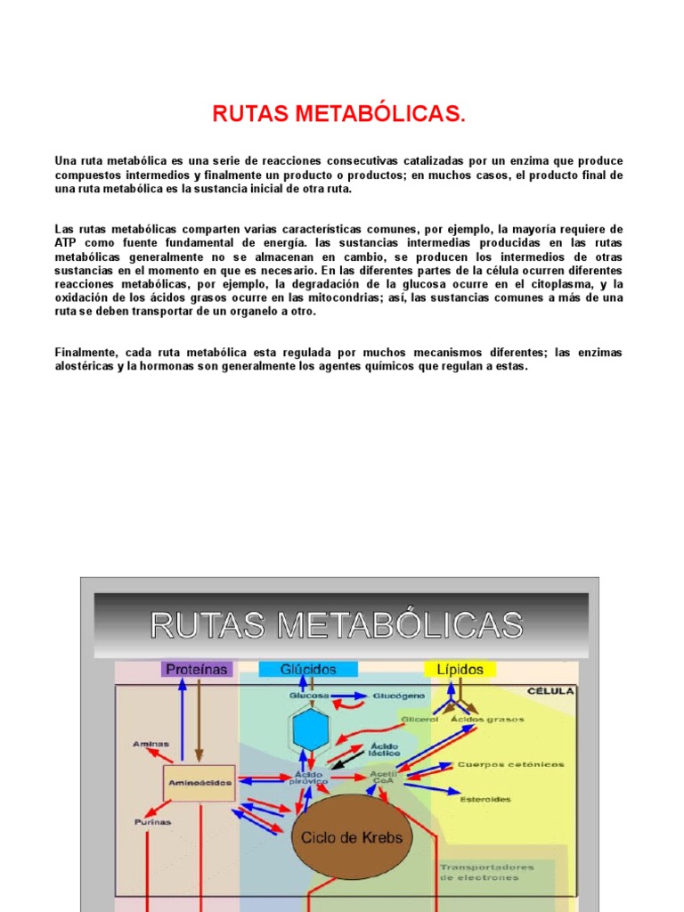 Rutas Metabólicas | Metabolismo | Bioquímica