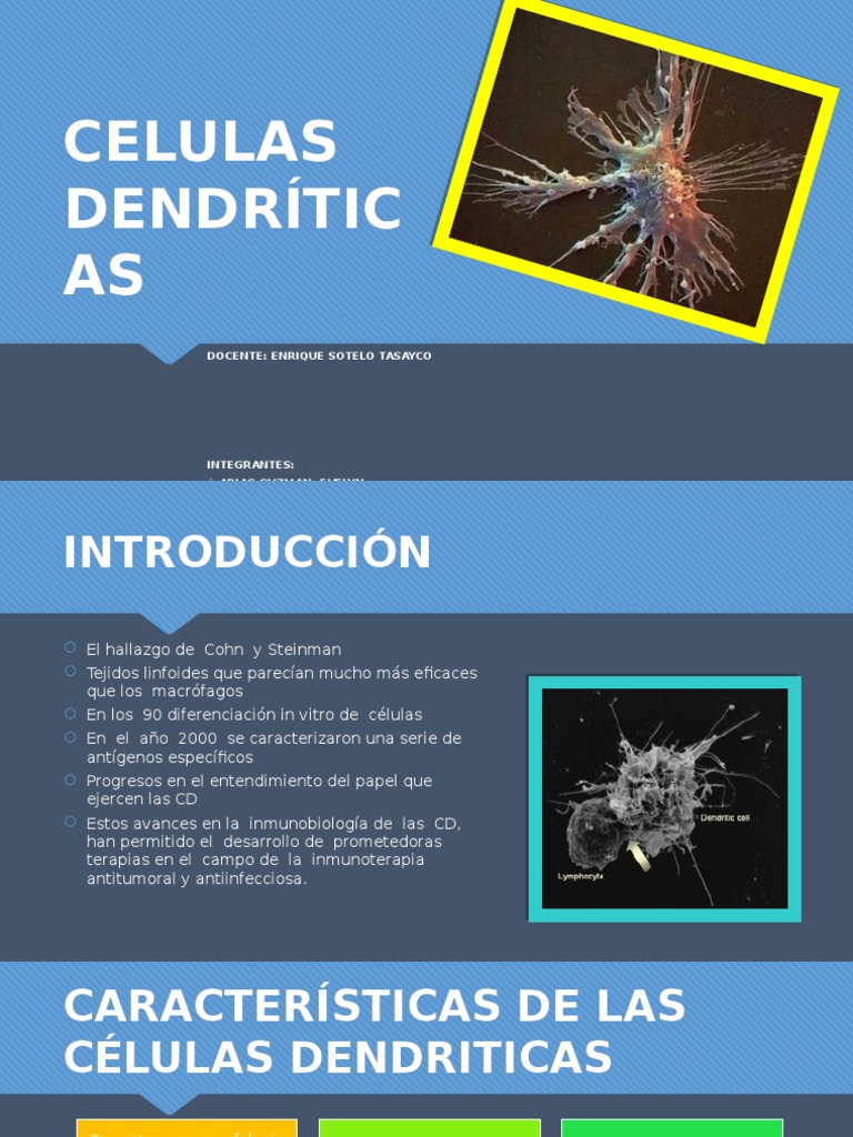 CELULAS DENDRÍTICAS | Célula dendrítica | Célula T