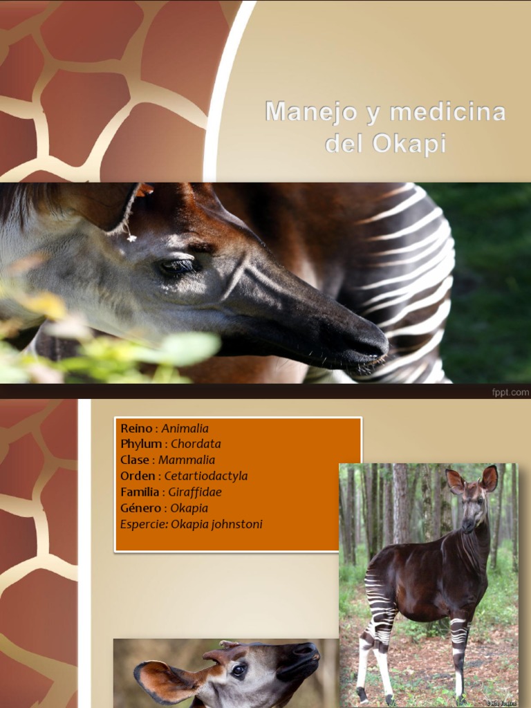 Okapi | PDF | Salud y bienestar | Medicina