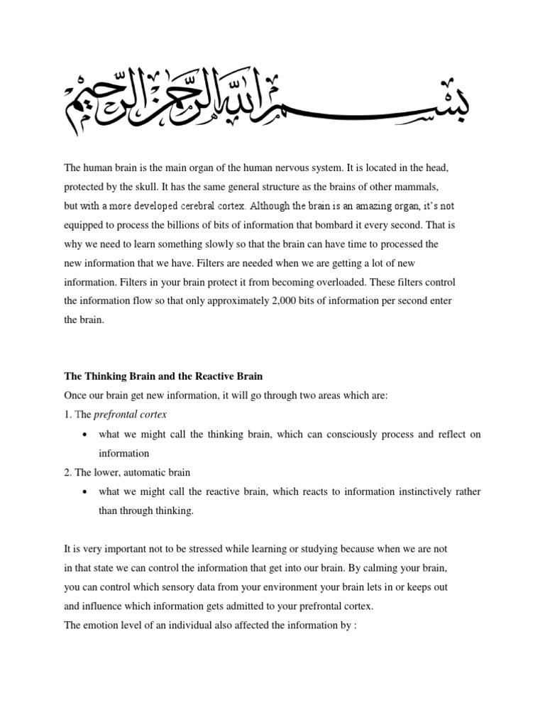 The Thinking Brain and The Reactive Brain | PDF | Brain | Parietal Lobe