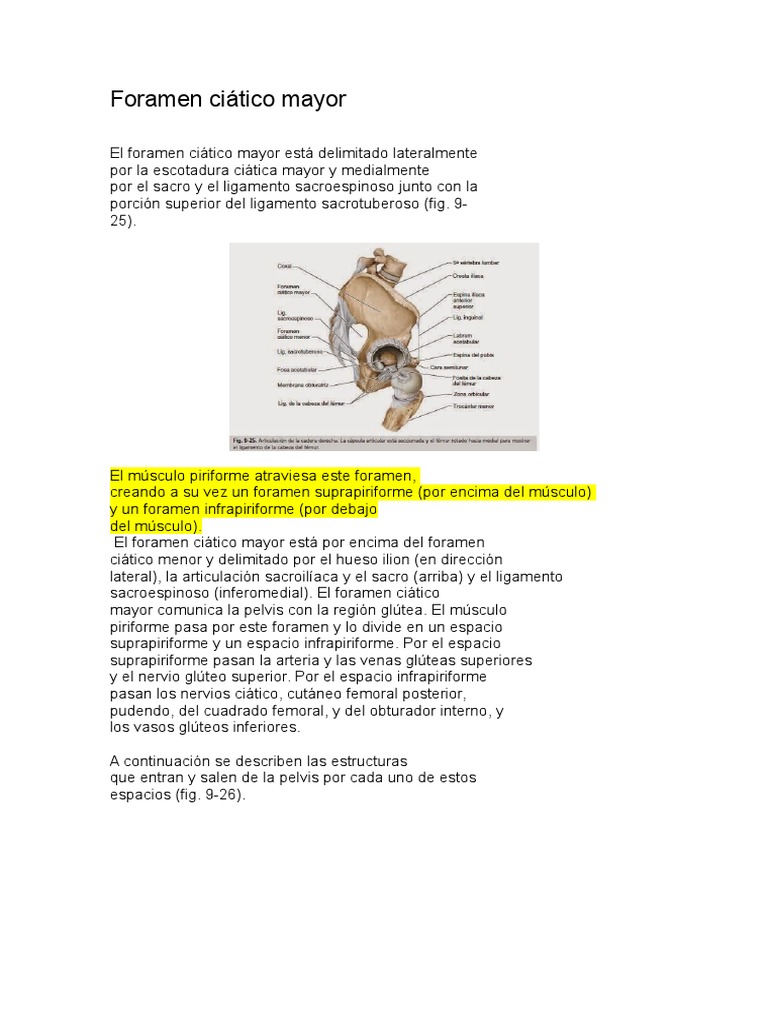Foramen Ciático Mayor y Menor | PDF