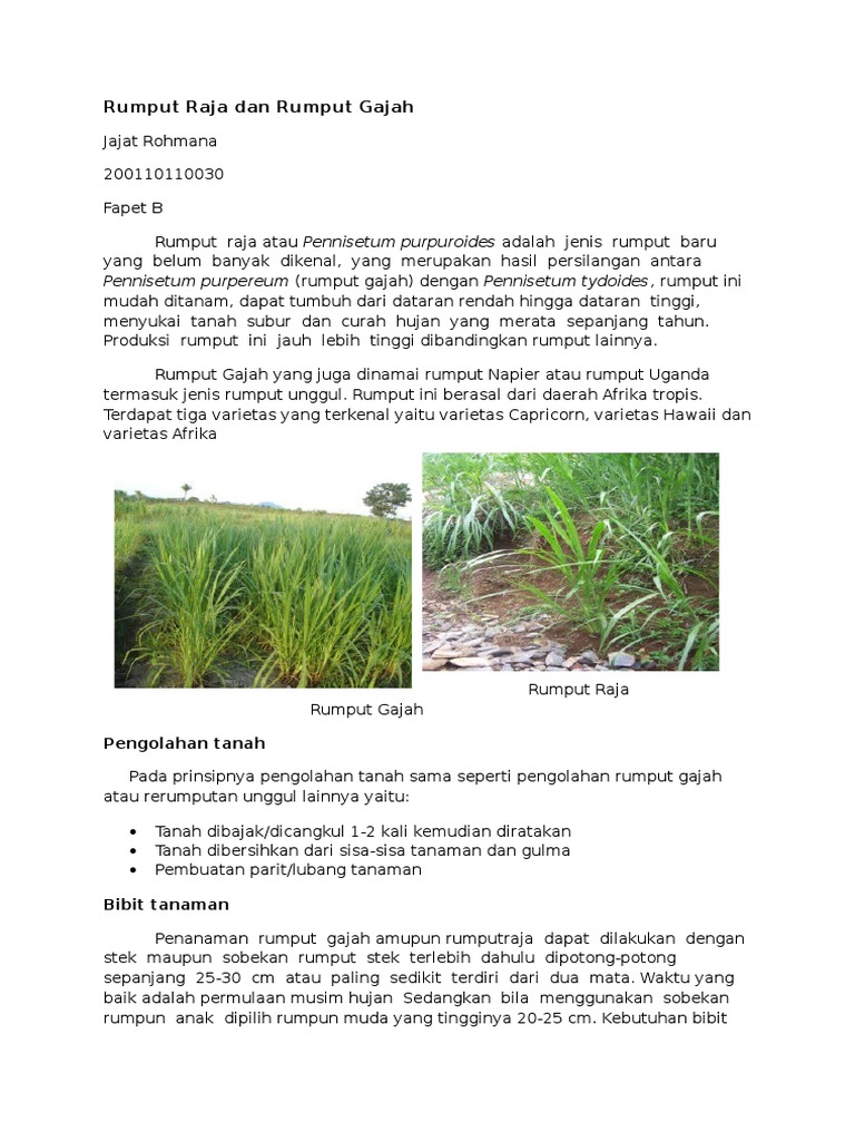 Rumput Raja Dan Rumput Gajah | PDF