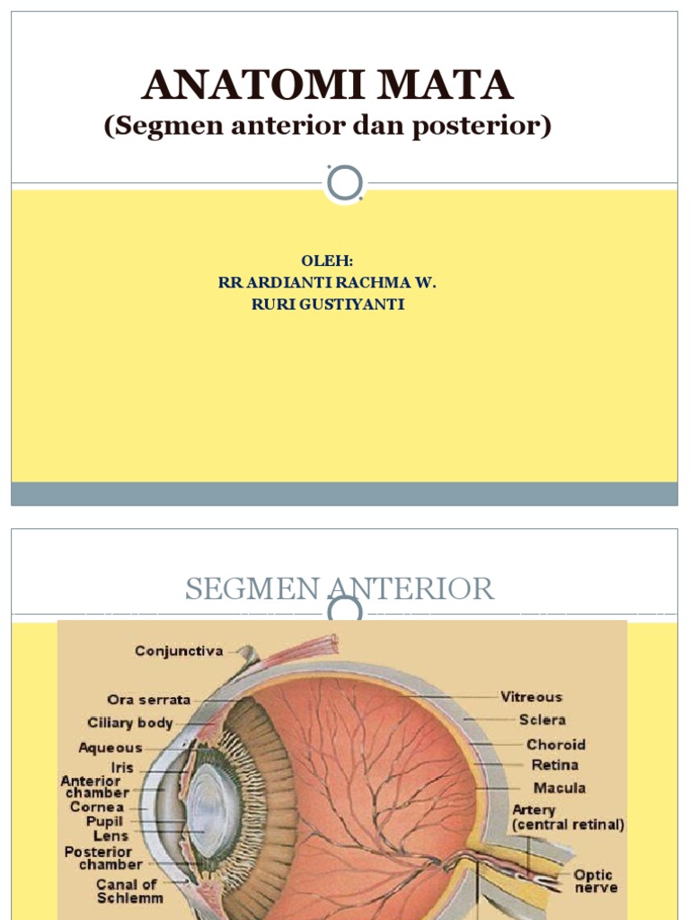 Anatomi Segmen Anterior dan Posterior Mata | PDF