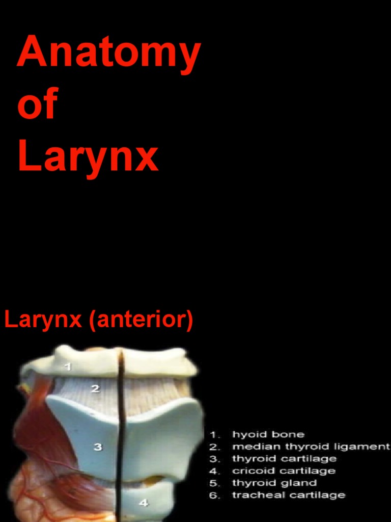 Anatomy of Larynx | PDF | Larynx | Primate Anatomy