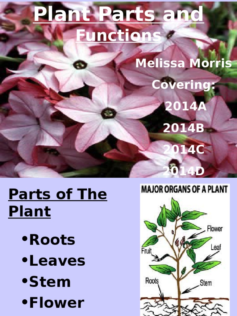 Plant Parts PowerPoint | PDF | Root | Flowers