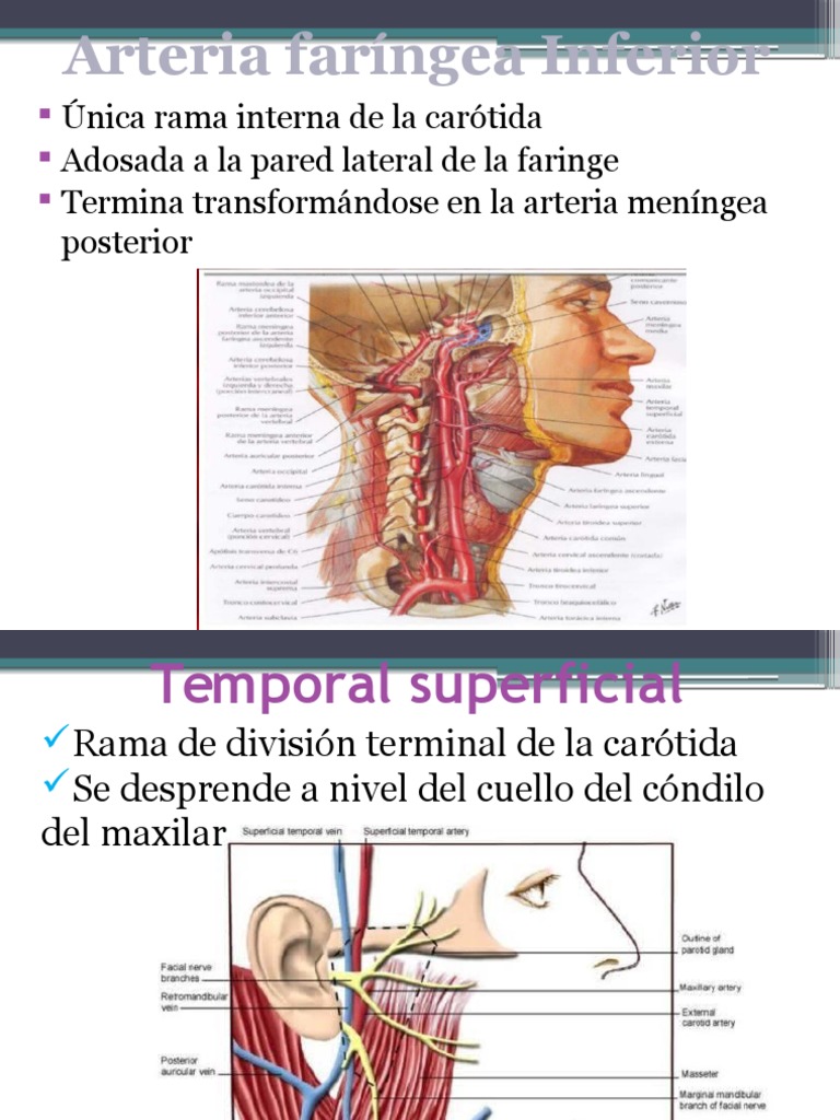 Arteria Faríngea Inferior | PDF