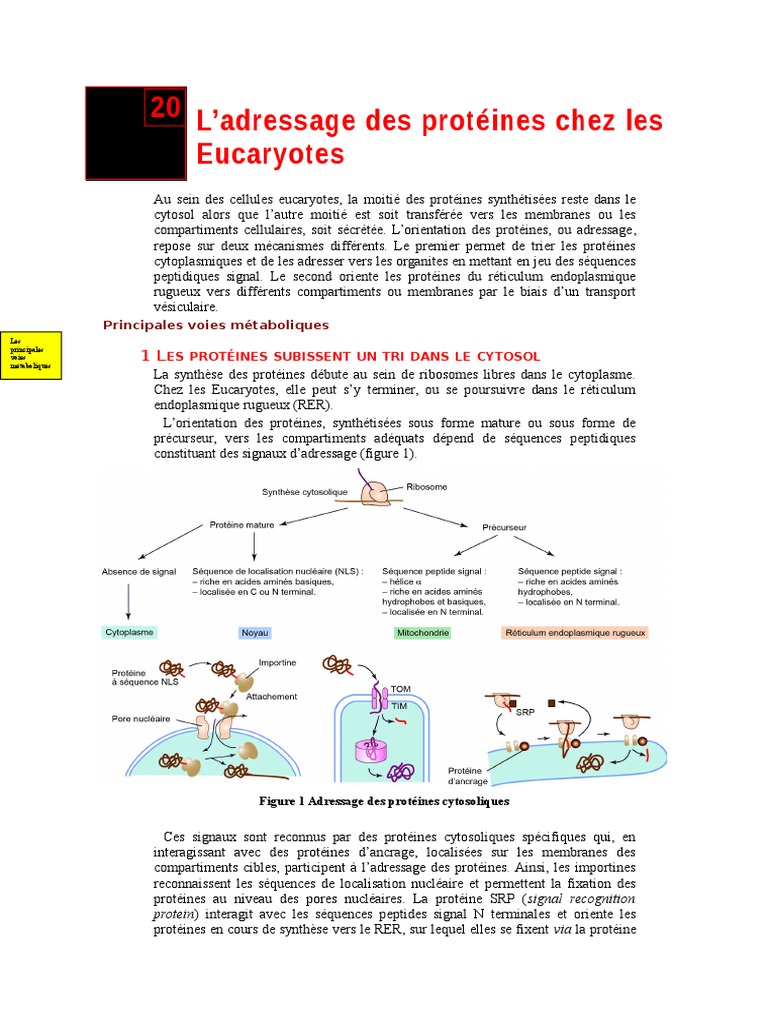 Adressage Des Protéines | PDF | Membrane (biologie) | Protéines