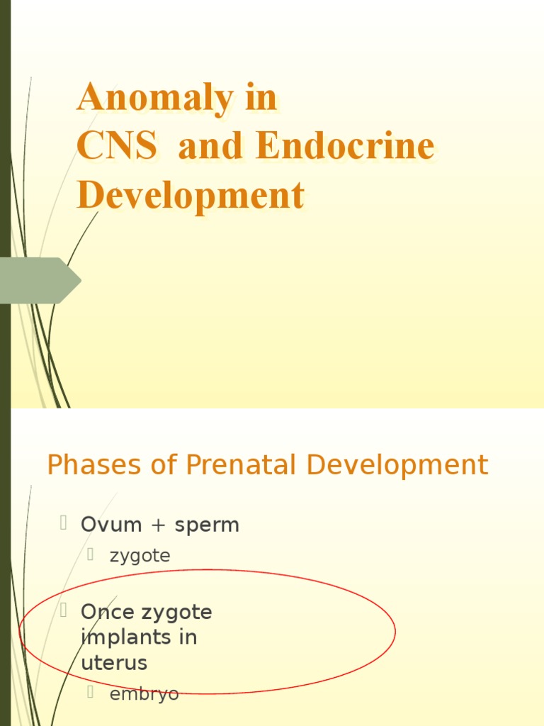 1-CNS Embryo and Anomaly | PDF | Vertebral Column | Spinal Cord