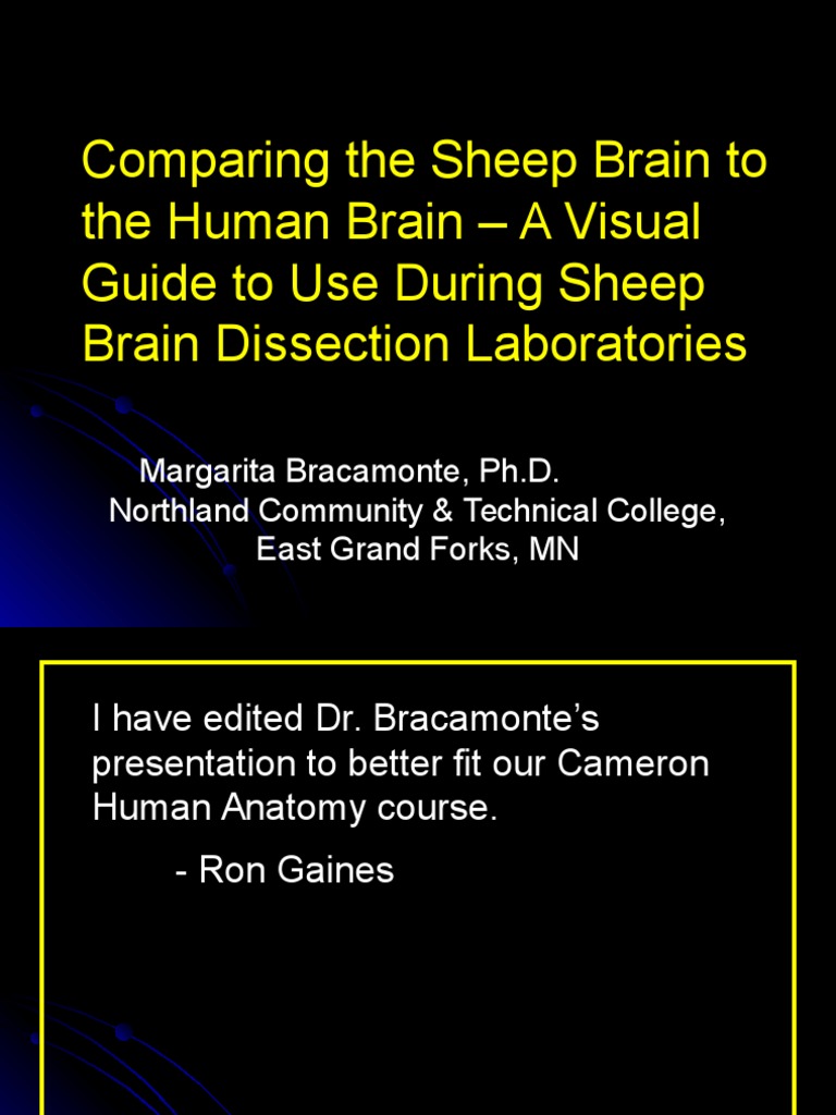 Comparing The Sheep Brain To The Human Brain - A Visual Guide To Use ...