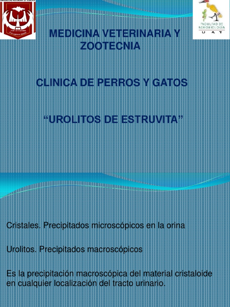 Urolitos de Estruvita | PDF