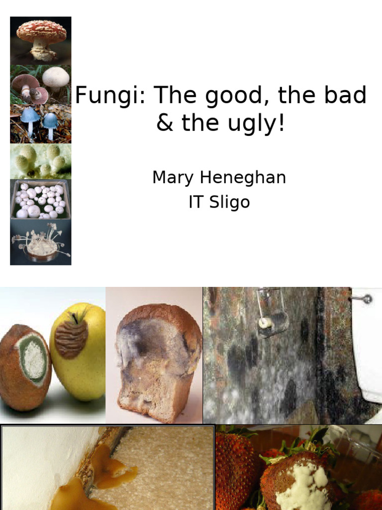 Fungi, The Good, The Bad and The Ugly | PDF | Fungus | Bachelor Of Science