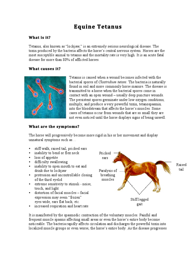 Equine Tetanus 202C | PDF | Vaccines | Injection (Medicine)