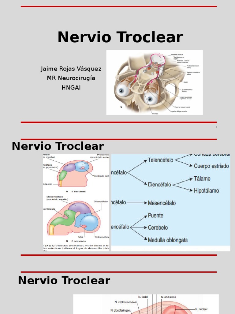 Nervio Troclear | Neuroanatomía | Anatomía de los primates