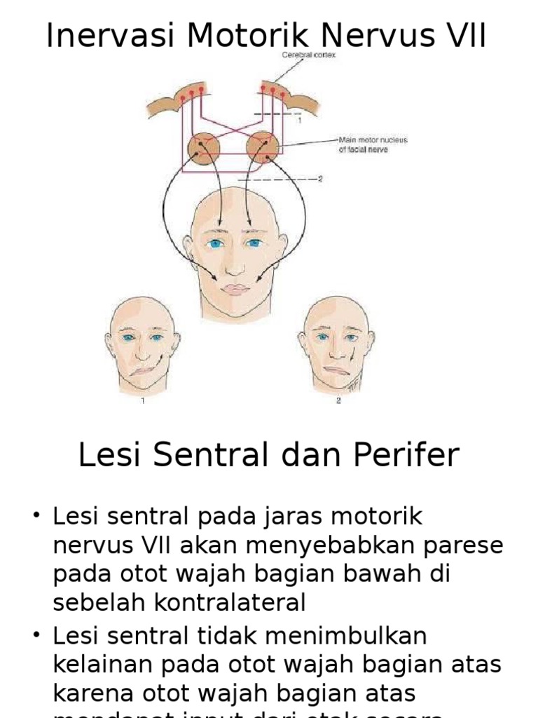 Bimbingan Nervus 7 | PDF