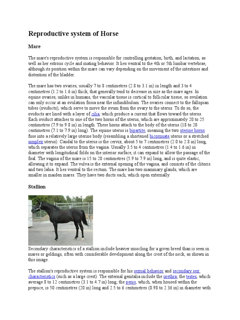 Reproductive System of Horse | PDF | Uterus | Reproductive System