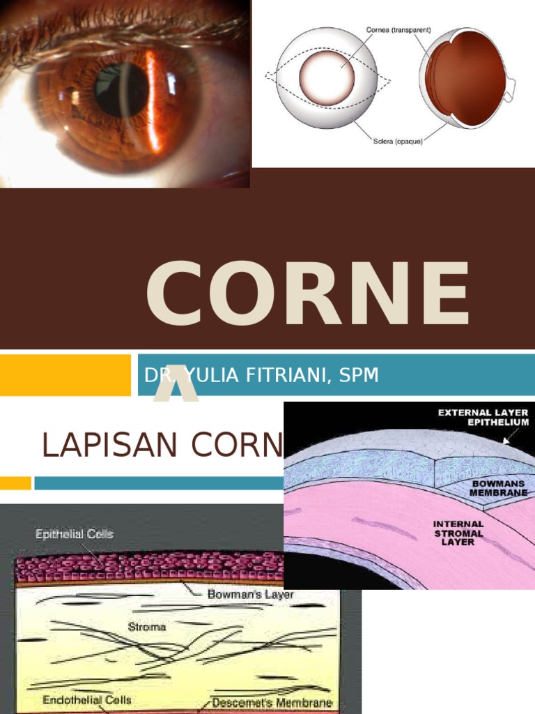 Corne A: Dr. Yulia Fitriani, SPM | PDF | Cornea | Vision