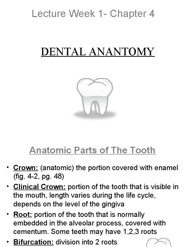 Dental Anatomy Impt | PDF | Dentistry | Human Tooth