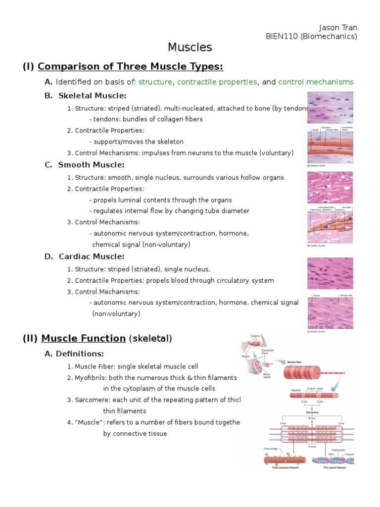 Biomechanics Notes | PDF | Muscle Contraction | Skeletal Muscle