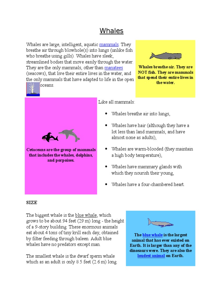 Whales | PDF | Cetacea | Whales