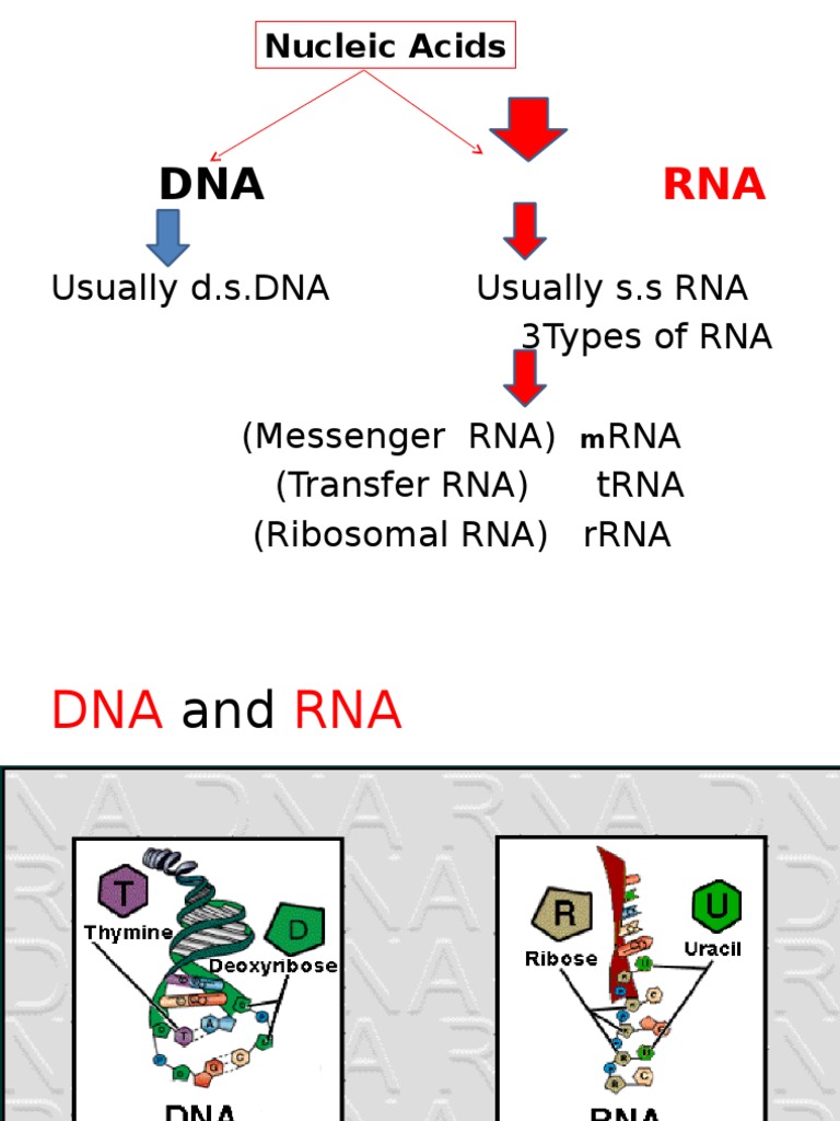 Rna and Transcription | PDF | Directionality (Molecular Biology) | Rna