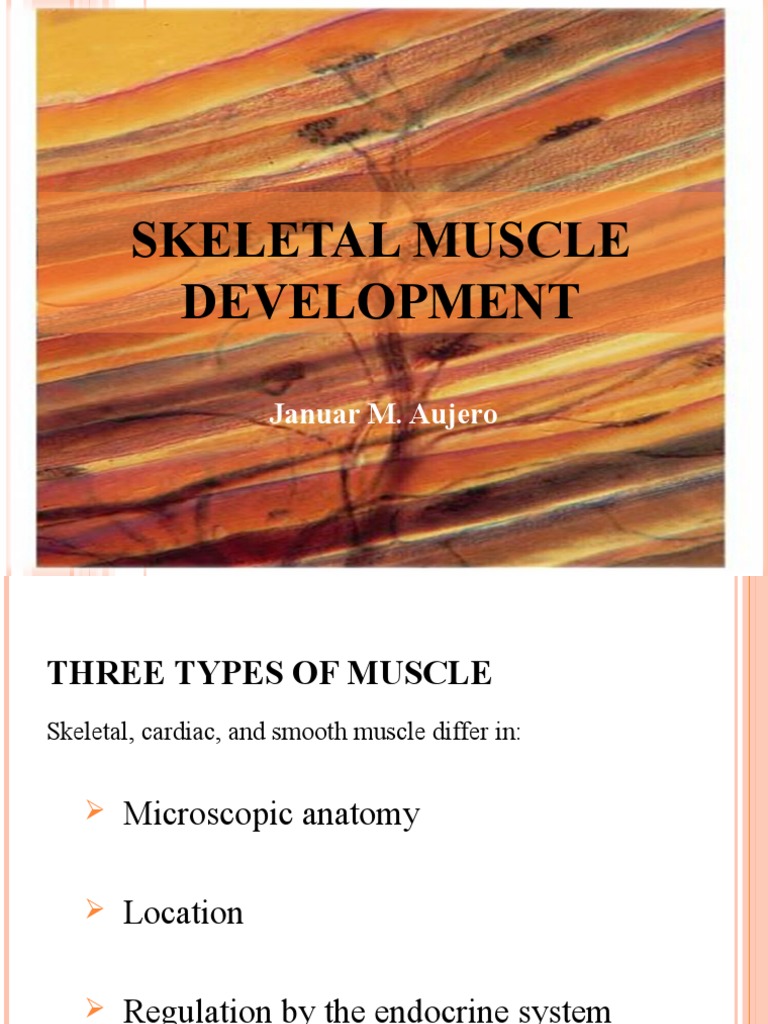 Skeletal Muscle Development: Januar M. Aujero | PDF | Muscle | Muscular ...