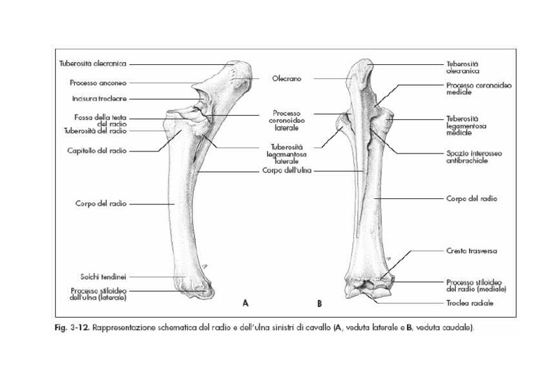 Radius Si Ulna Stangi de Cal | PDF
