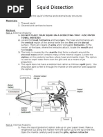 Labeled Female Squid Dissection Guide | PDF | Mollusca | Anatomical ...