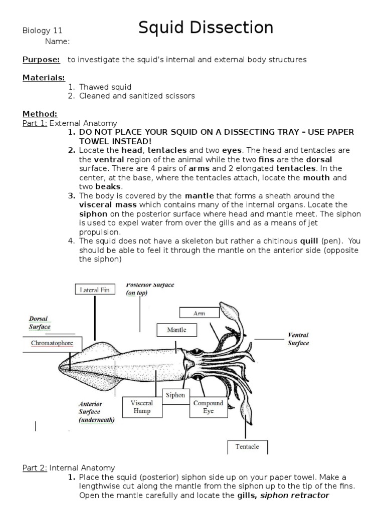 Squid Internal Anatomy Worksheet
