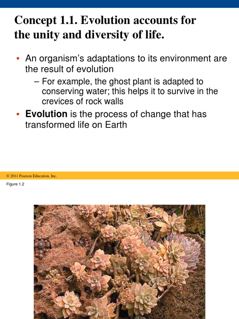 Concept 1.1. Evolution Accounts For The Unity and Diversity of Life ...