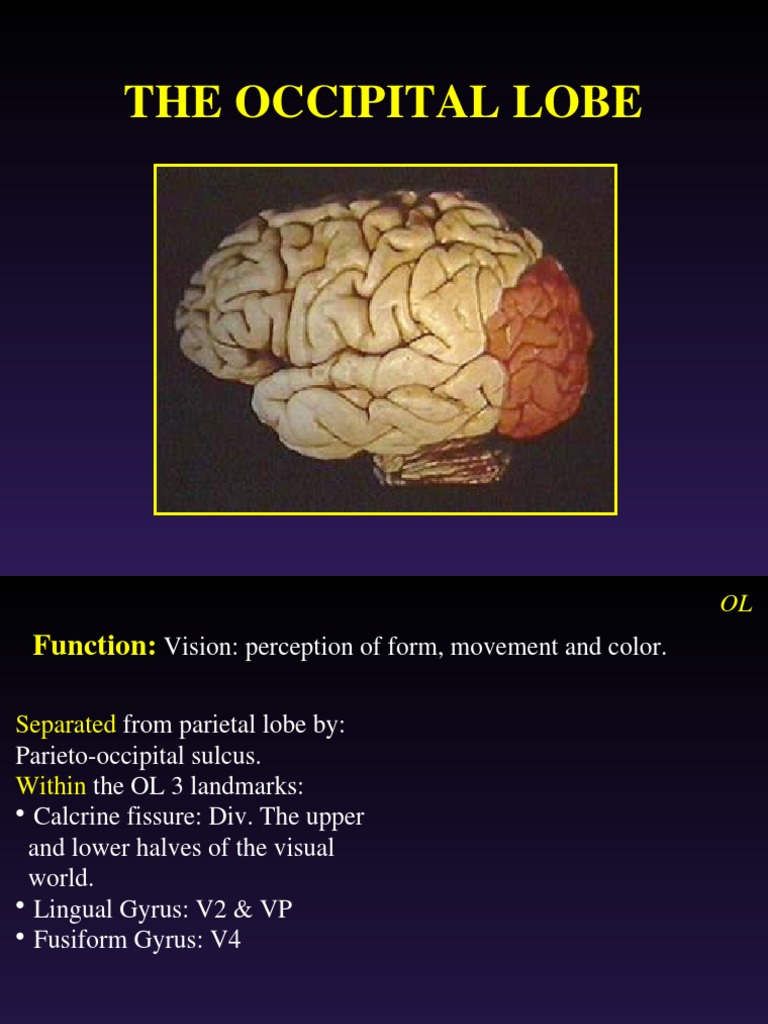 Lobe Function | PDF | Visual Cortex | Parietal Lobe