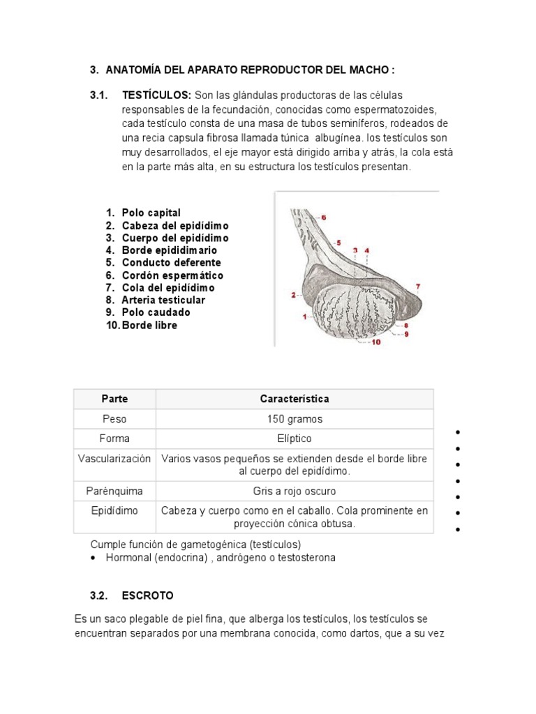 Anatomía y fisiología del aparato reproductor masculino del cerdo ...