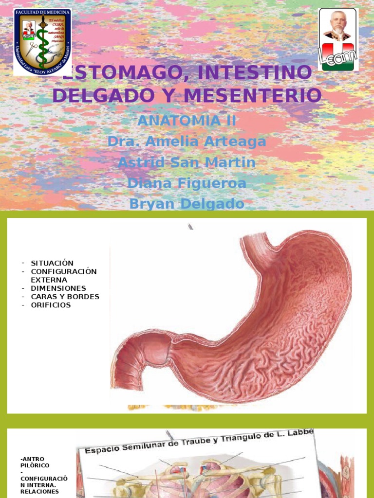 Estomago Intestino Delgado y Mesenterio | Intestino delgado | Estómago