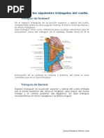 Triangulo de Farabeuf | PDF | Anatomía humana | Cabeza y cuello humanos
