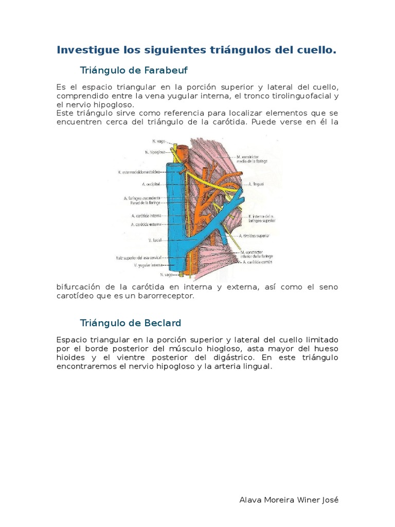 Triangulos Del Cuello | PDF | Tejido suave | Sistema musculoesquelético
