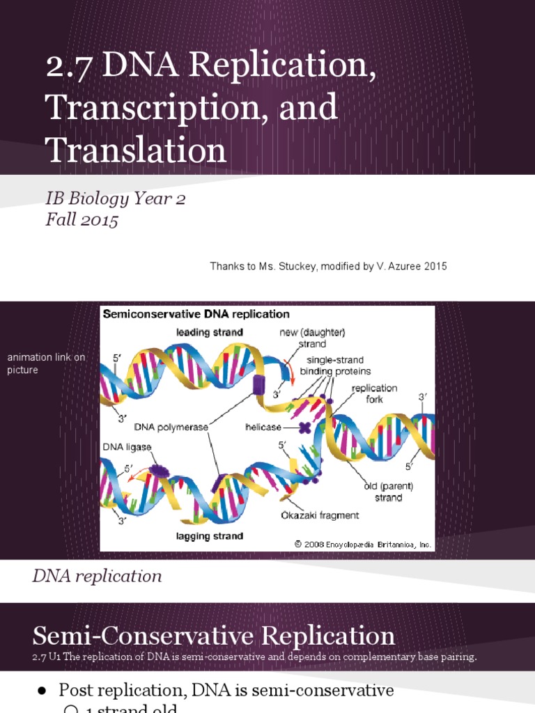 DNA Replication, Transcription, and Translation | PDF | Messenger Rna ...