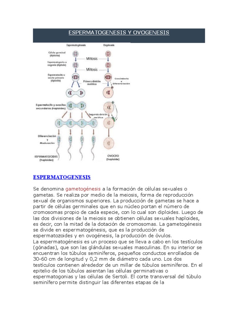 Espermatogenesis y Ovogenesis