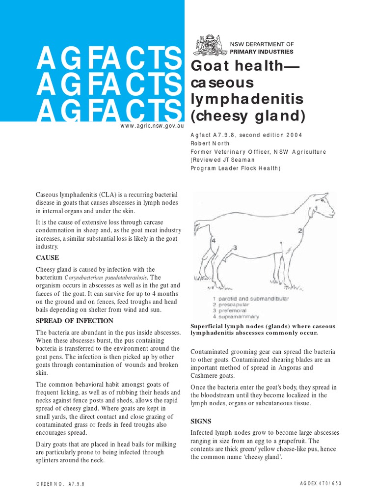 Goat Cheesy Gland | Goat | Infection