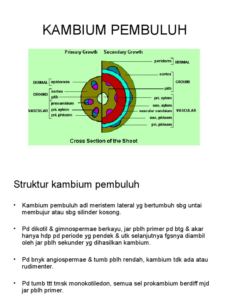 Kambium Pembuluh | PDF