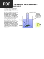 Spinach Lab Report | PDF | Photosynthesis | Leaf