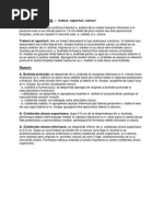 Artera Radiala | PDF