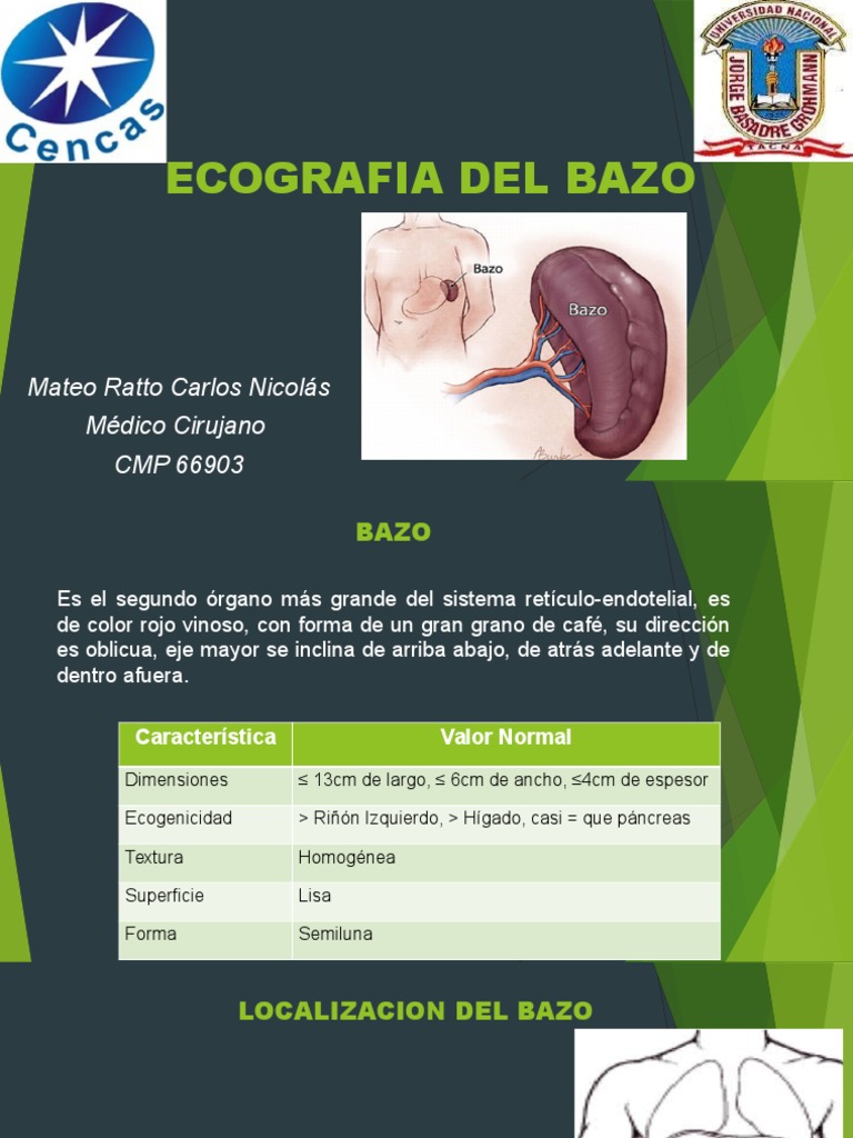 Ecografia Del Bazo | PDF | Bazo | Anatomia animal