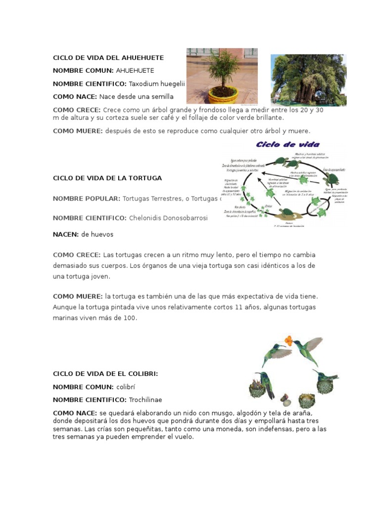 Ciclo de Vida de Algunos Animales | PDF | Tortuga | Aves