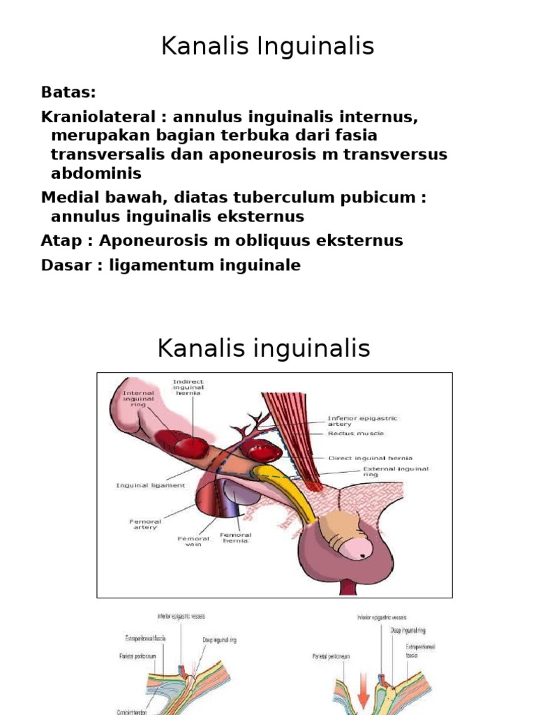 Kanalis Inguinalis | PDF