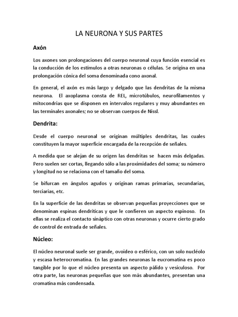 La Neurona y Sus Partes | PDF | Neurona | Axon