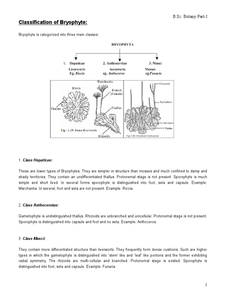 Classification of Bryophyte:: B.Sc. Botany Part-I | PDF | Moss | Botany